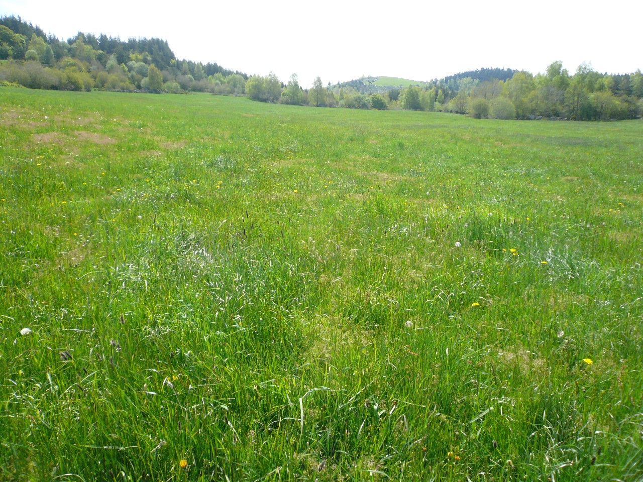 Gestion agricole des prairies humides - Copage